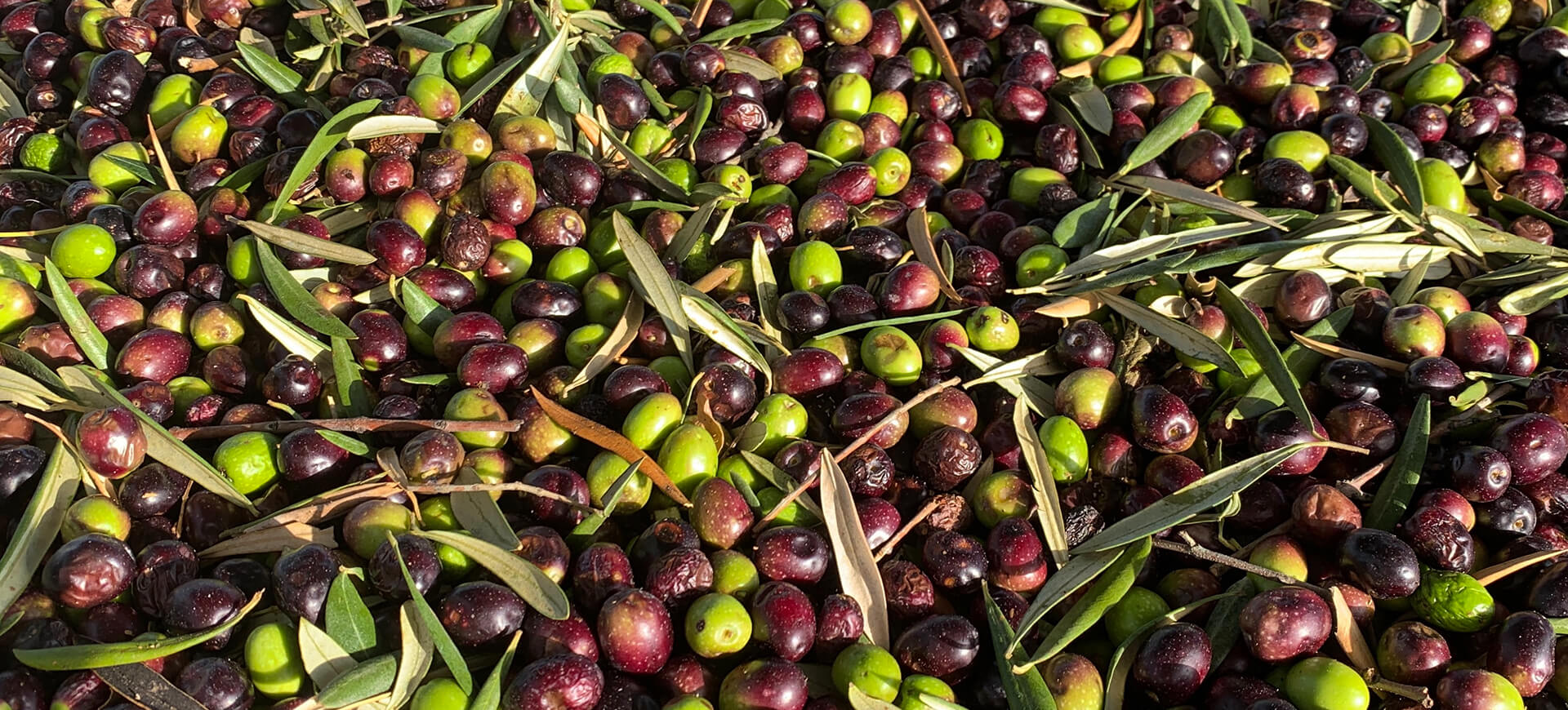 Brief History of the Olives | Nonna Pia’s